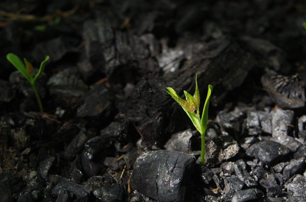 Fire-stimulated Seed Germination in Fire-prone Ecosystems - Global Shop